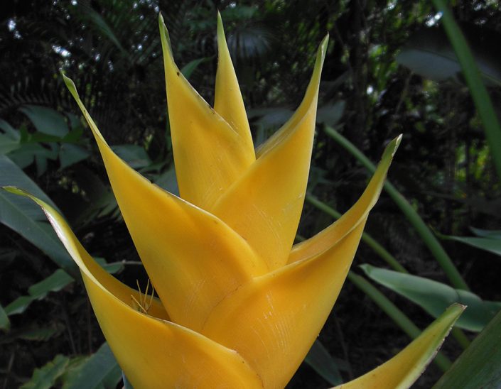 Garden - Yuquiyu Farm